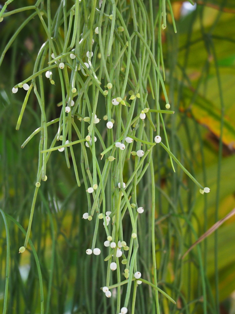 Mistletoe Cactus (Plants of Chimanimani) · iNaturalist