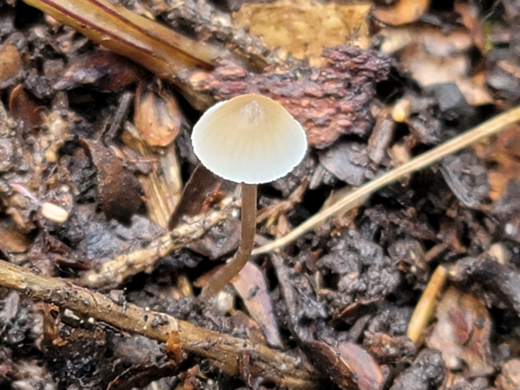 Mycena robusta from Bragg Creek, AB T0L 0K0, Canada on October 14, 2023 ...