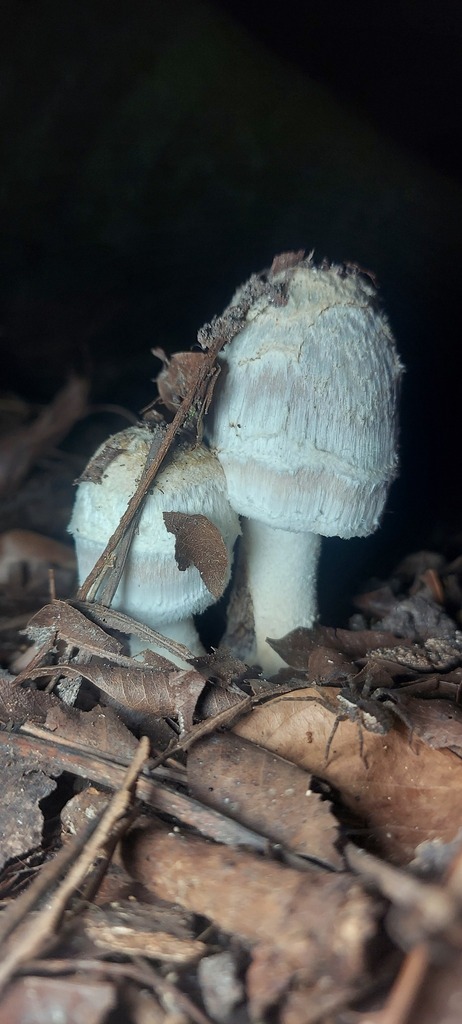 inky caps from Cartago, Valle del Cauca, Colombia on October 18, 2023 ...