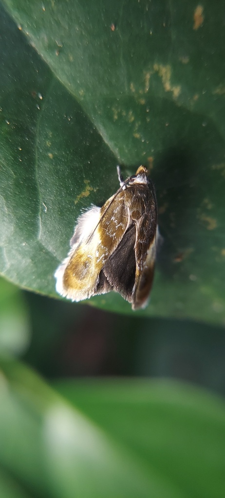 Flat-bodied moths from Cartago, Valle del Cauca, Colombia on October 18 ...