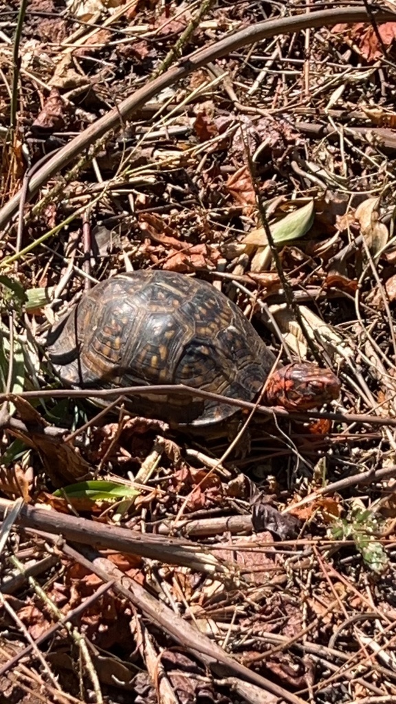Common Box Turtle in October 2023 by juliemwood · iNaturalist
