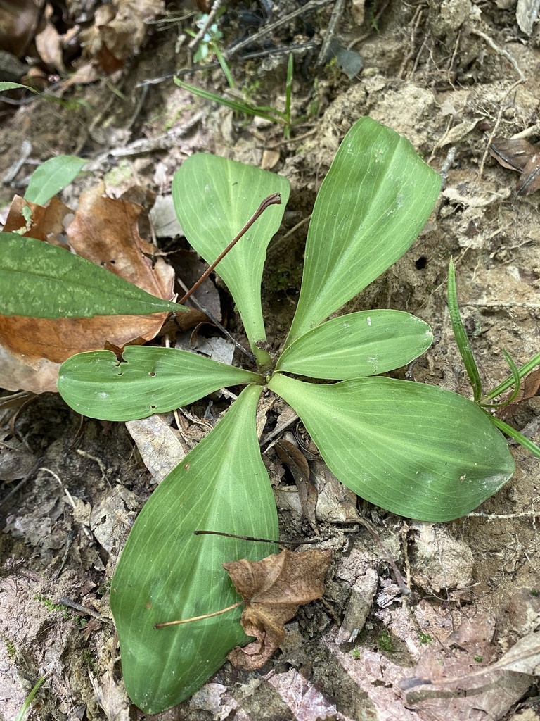devil's bit in October 2023 by Christopher David Benda · iNaturalist