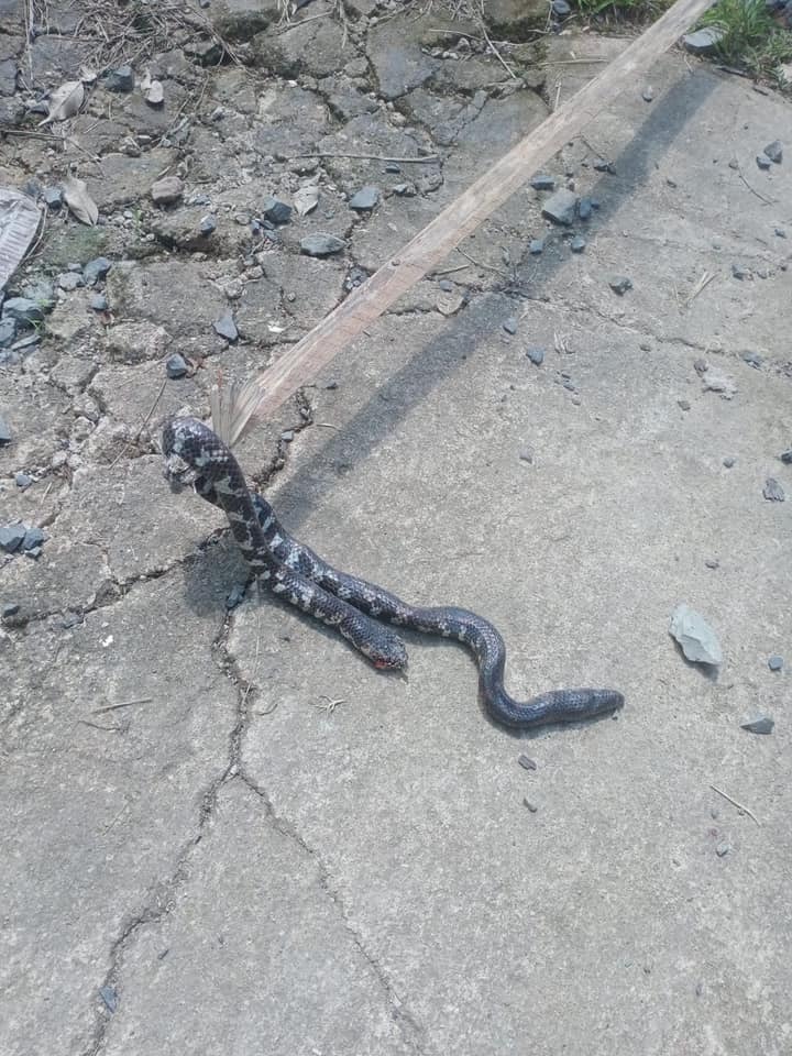 Jodi's pipe snake from Hóa An, Bien Hoa, Dong Nai, Vietnam on October ...