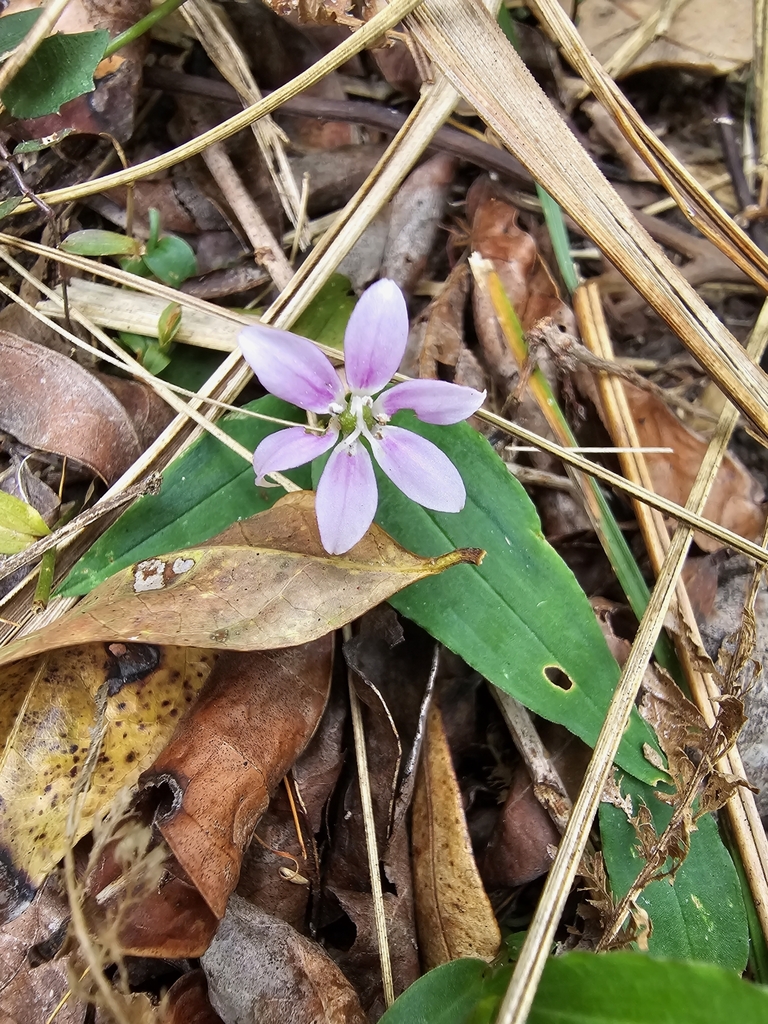 lilac lily in October 2023 by Scott Penfold · iNaturalist