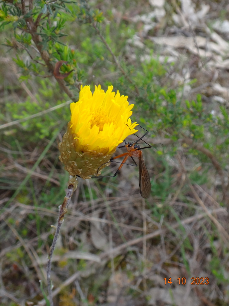 Podolepis decipiens from Black Range VIC 3381, Australia on October 14 ...