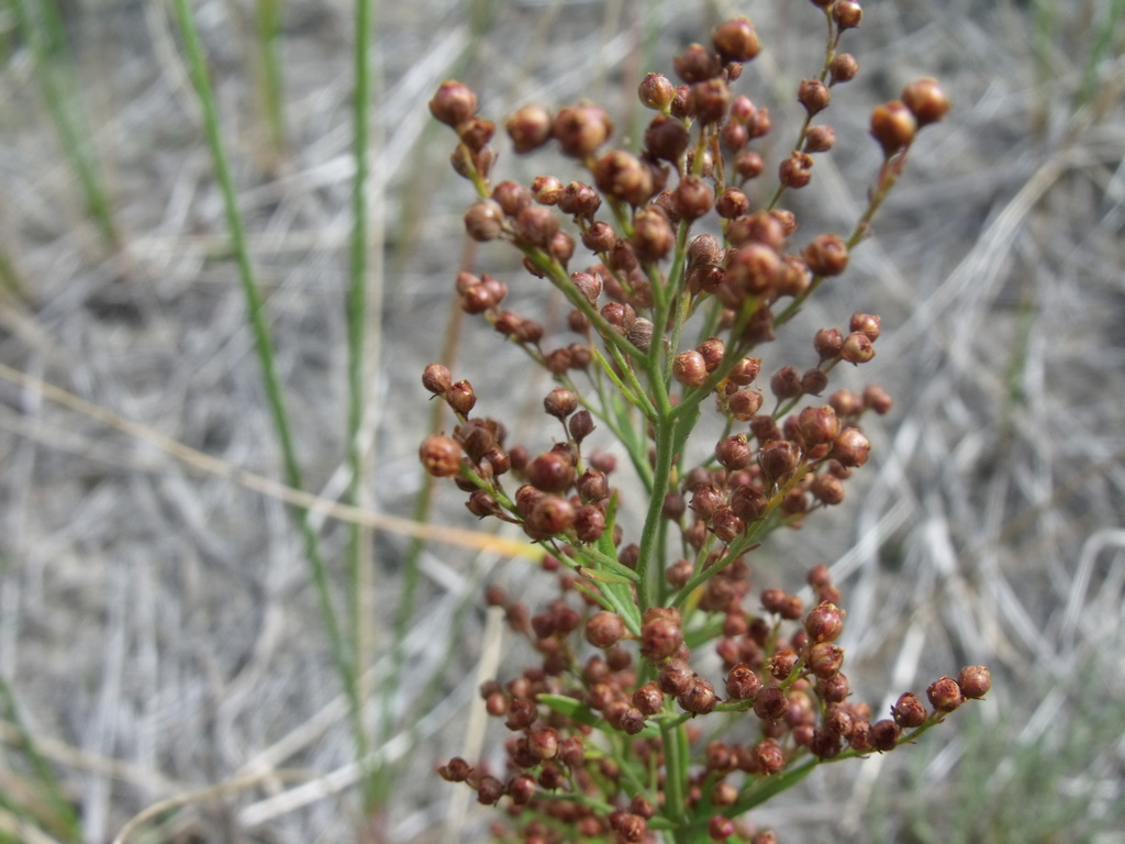 narrowleaf pinweed (Tallgrass Species - Holland Landing Prairie ...