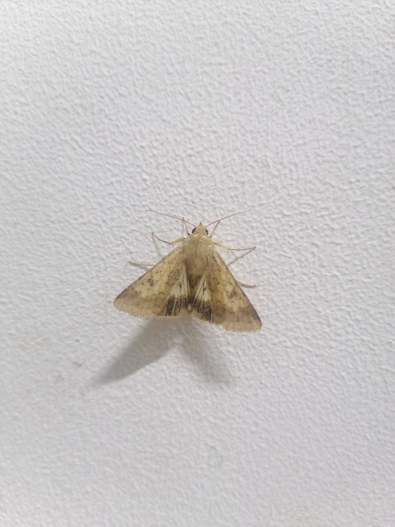 Cotton Bollworm Moth from Zeekoeivlei nature reserve on October 18 ...
