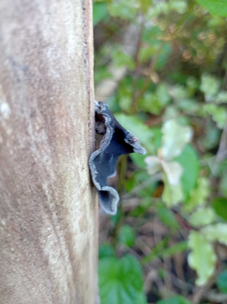 Ear fungus from Auckland, NZ on October 19, 2023 at 08:36 AM by Timothy ...