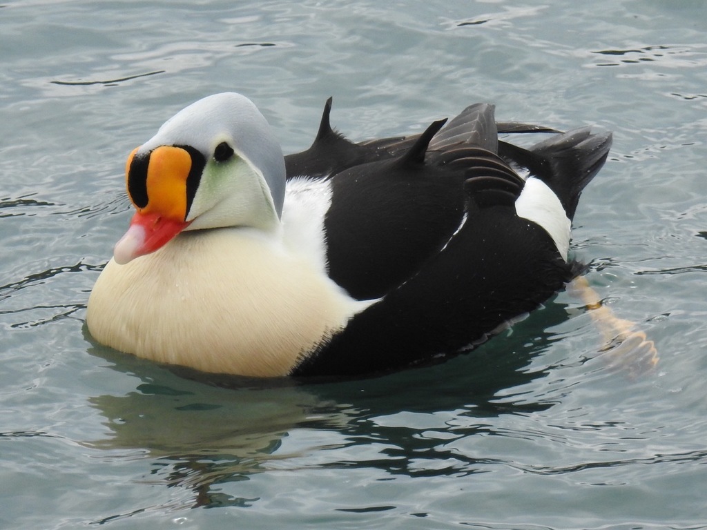King Eider from Bourne, MA, USA on March 25, 2017 at 11:14 AM by Scott ...