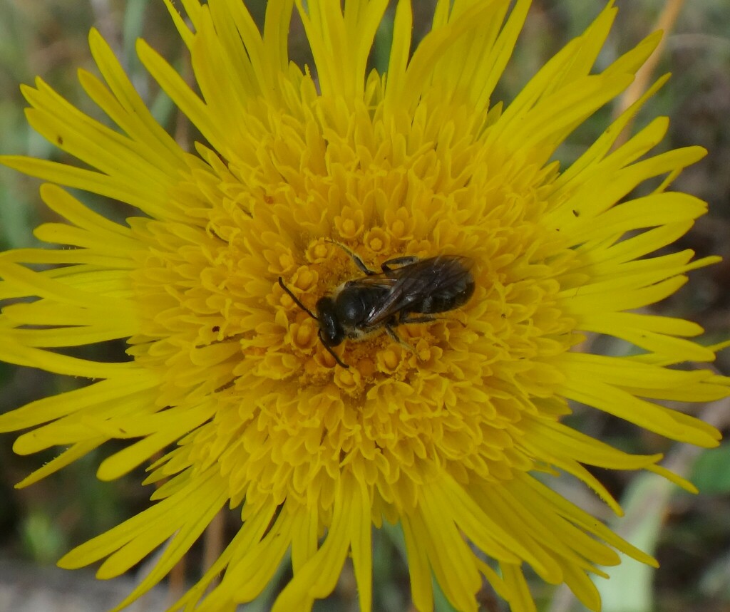 Woolly Sweat Bee from Black Range VIC 3381, Australia on October 14 ...