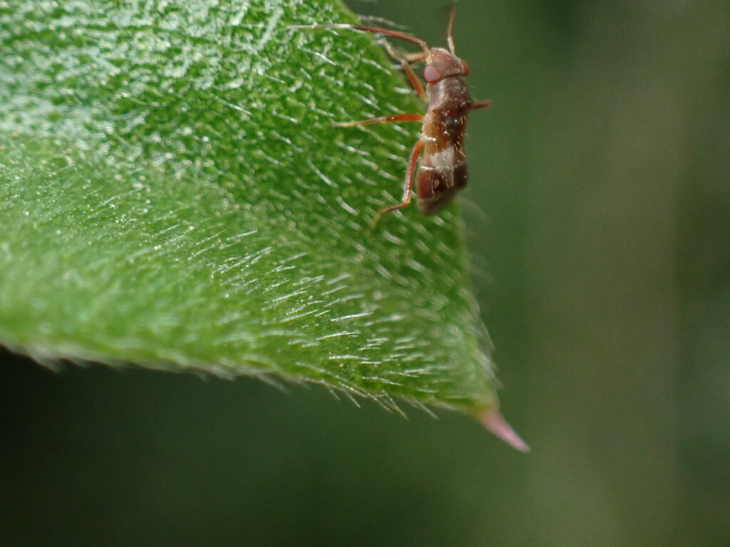 Pilophorus perplexus from Generalife, Granada, Spain on August 31, 2023 ...