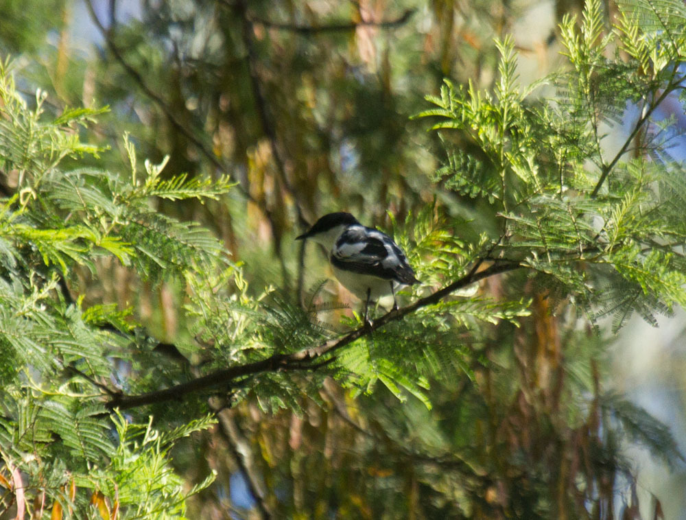 White-winged Triller from Monbulk VIC 3793, Australia on October 18 ...