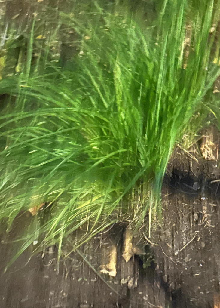 Tufted-sedge from Brighton, Boston, MA, USA on October 19, 2023 at 01: ...