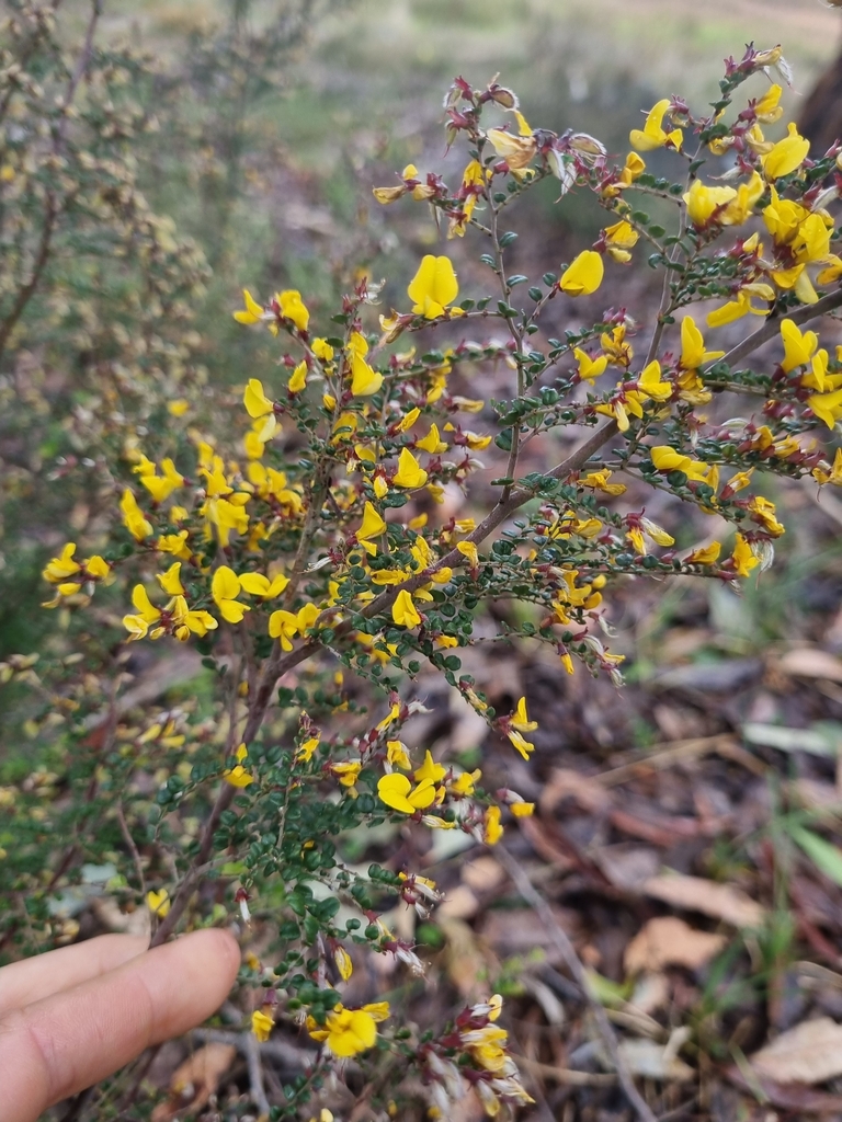 leafy Bossiaea from Woolgarlo NSW 2582, Australia on October 16, 2023 ...