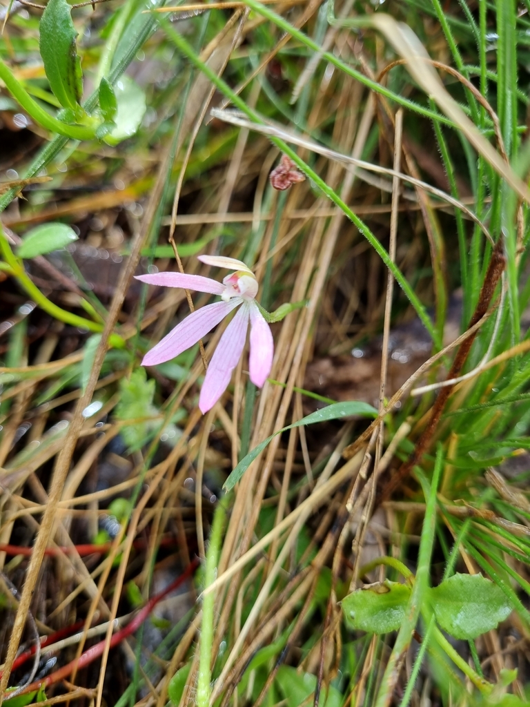 Pink Lady Fingers from Woolgarlo NSW 2582, Australia on October 16 ...