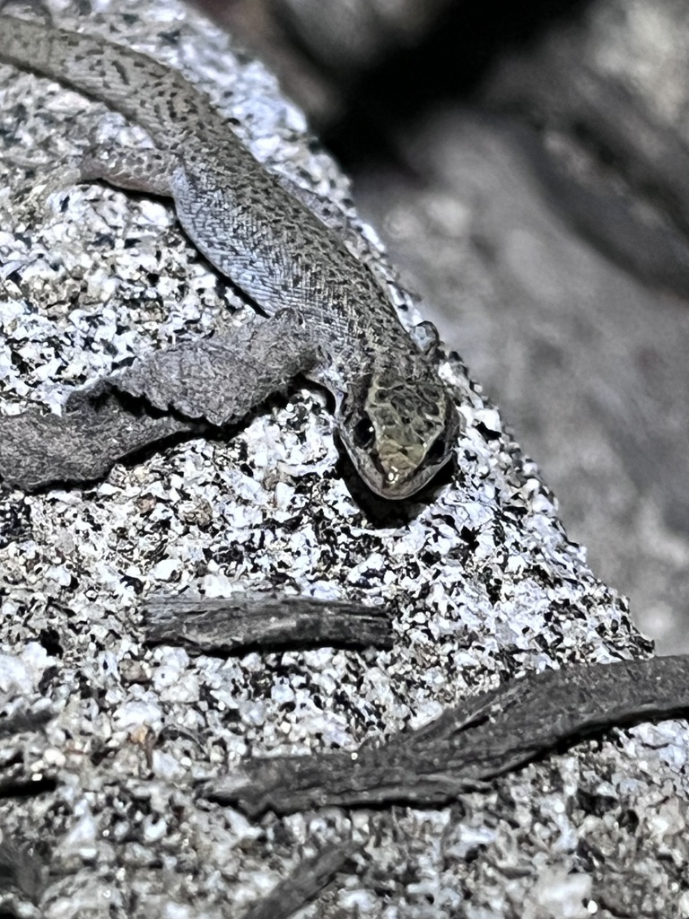 Desert Night Lizard from Los Angeles County, CA, USA on October 18 ...