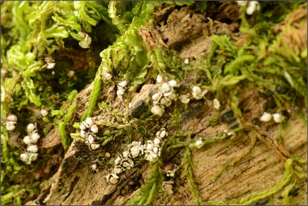 Diderma from Belair SA 5052, Australia on October 15, 2023 at 04:41 PM ...