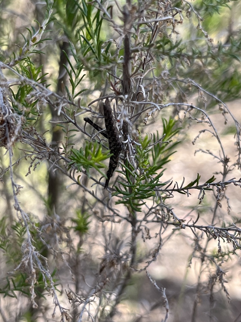 Bark-mimicking Grasshopper from Solomon Gully Reserve, Quarry Hill, VIC ...