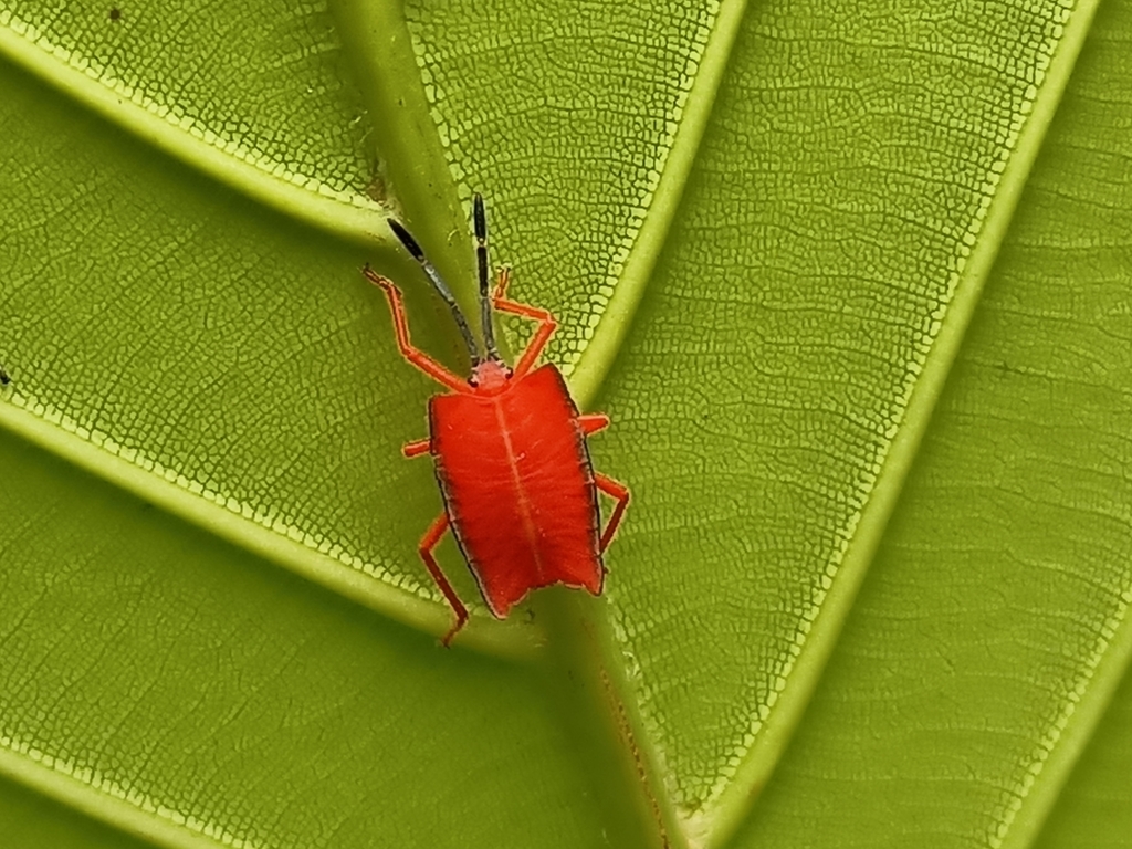 Giant Shield Bug from Ulu Pandan Park Connector on October 19, 2023 at ...