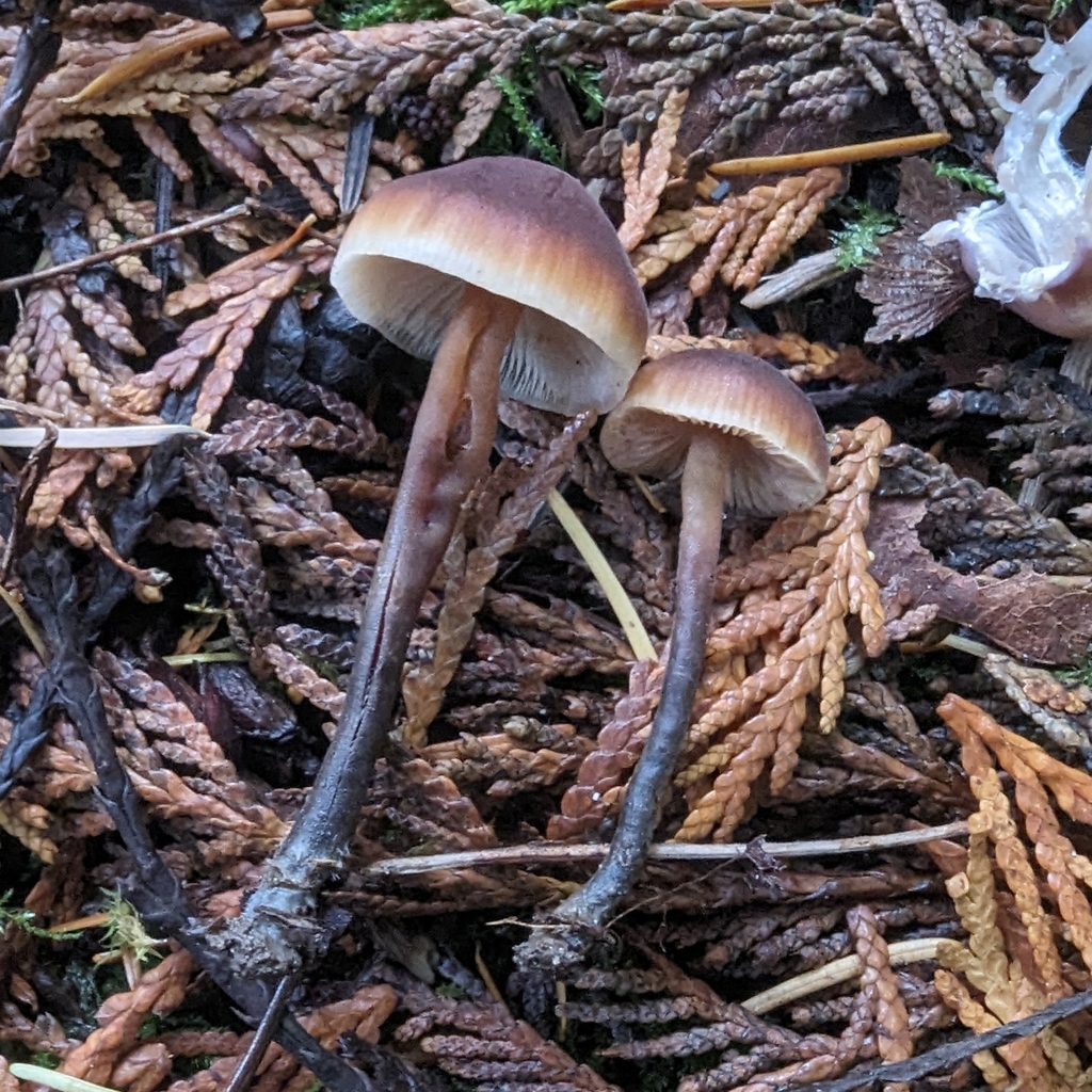 Cucumber Cap from Sudden Valley, WA 98229, USA on October 18, 2023 at ...