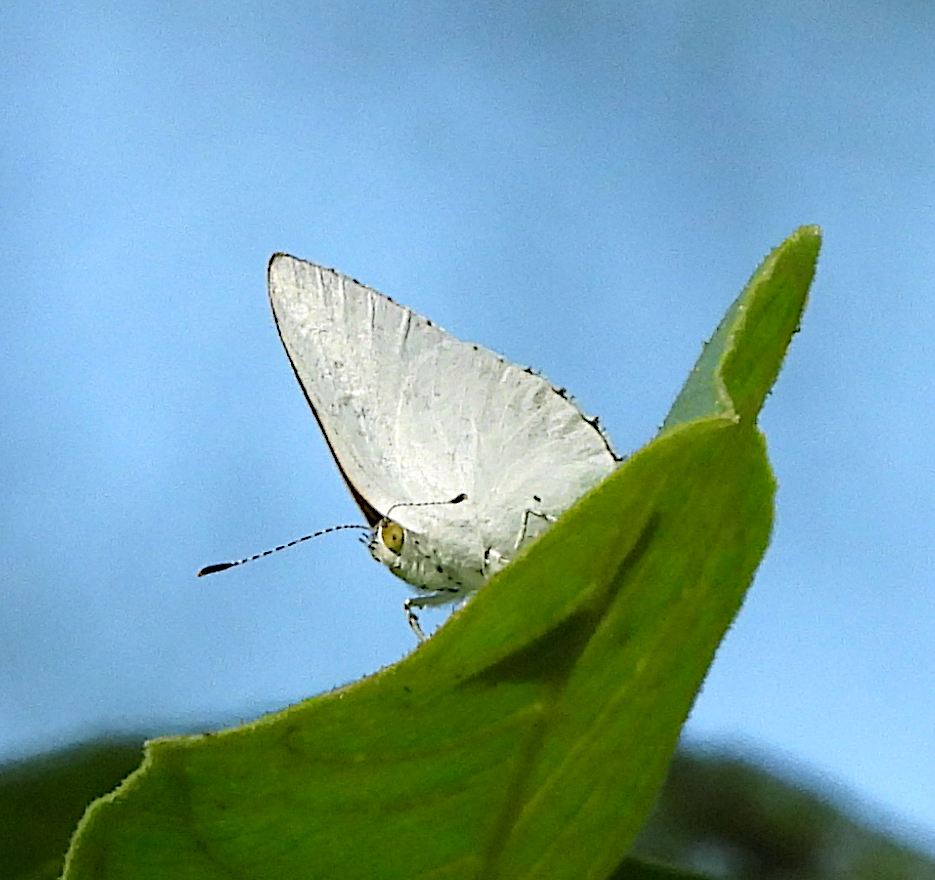 Purple Moonbeam from Wightman Reserve, Arana Hills, Brisbane QLD ...