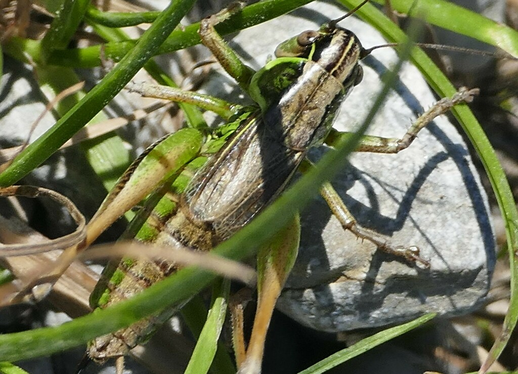 Roesel's Bush-cricket from Elbsee, 87648 Aitrang, Deutschland on ...