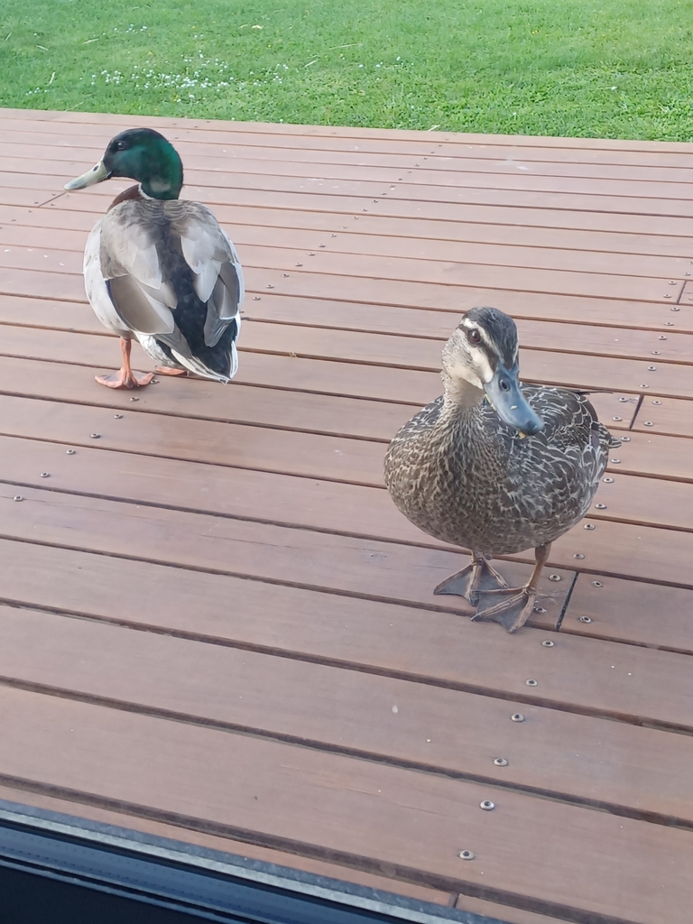Mallard in October 2023 by Jane Gosden · iNaturalist