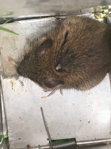 Andean pygmy rice rat (Oligoryzomys andinus) · iNaturalist United Kingdom