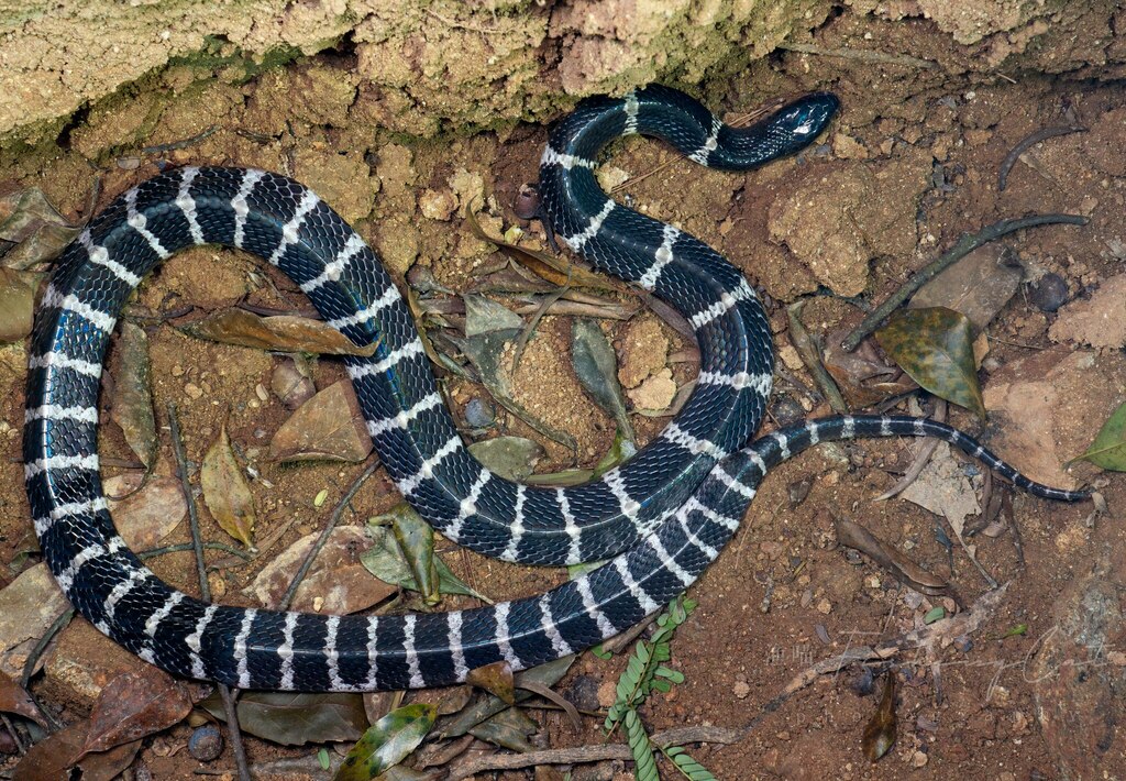 Many-banded Krait from 中国福建省厦门市海沧区 on October 13, 2023 at 09:11 PM by ...