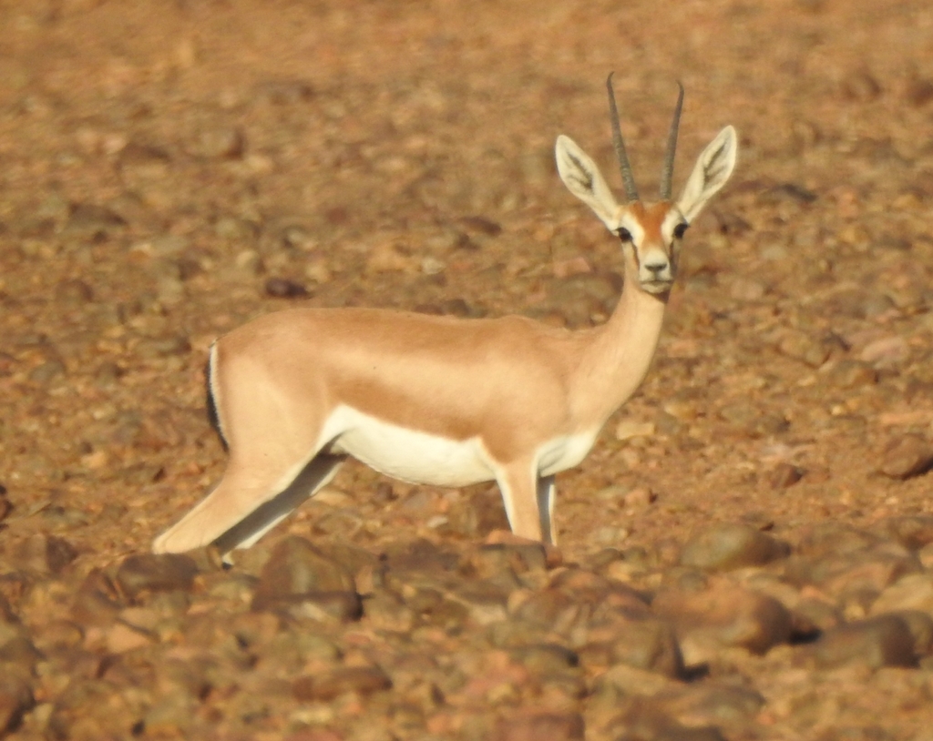Dorcas Gazelle in October 2023 by Frédéric LEVIEZ · iNaturalist