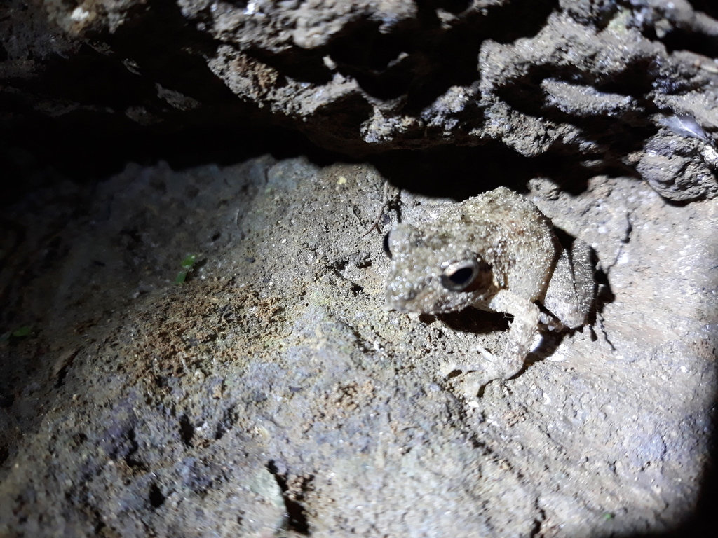 Platymantis from Bilar, Bohol, Filipíny on March 16, 2019 at 06:05 PM ...