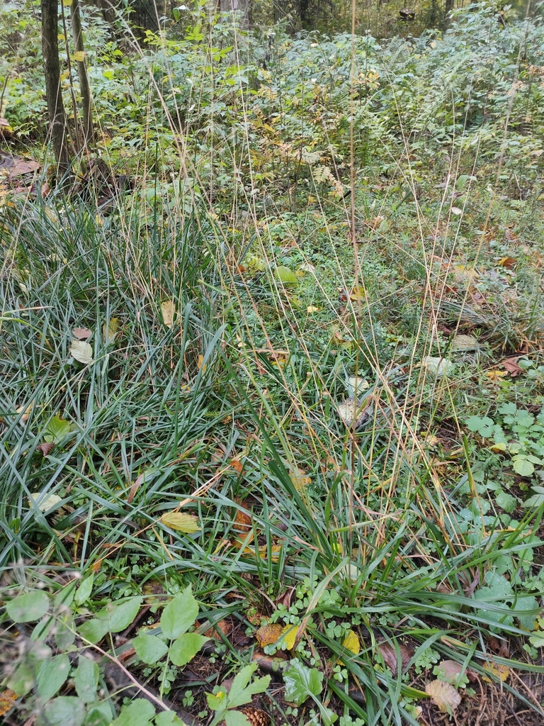 Wood Fescue from Логойский район, Беларусь on October 19, 2023 at 10:30 ...