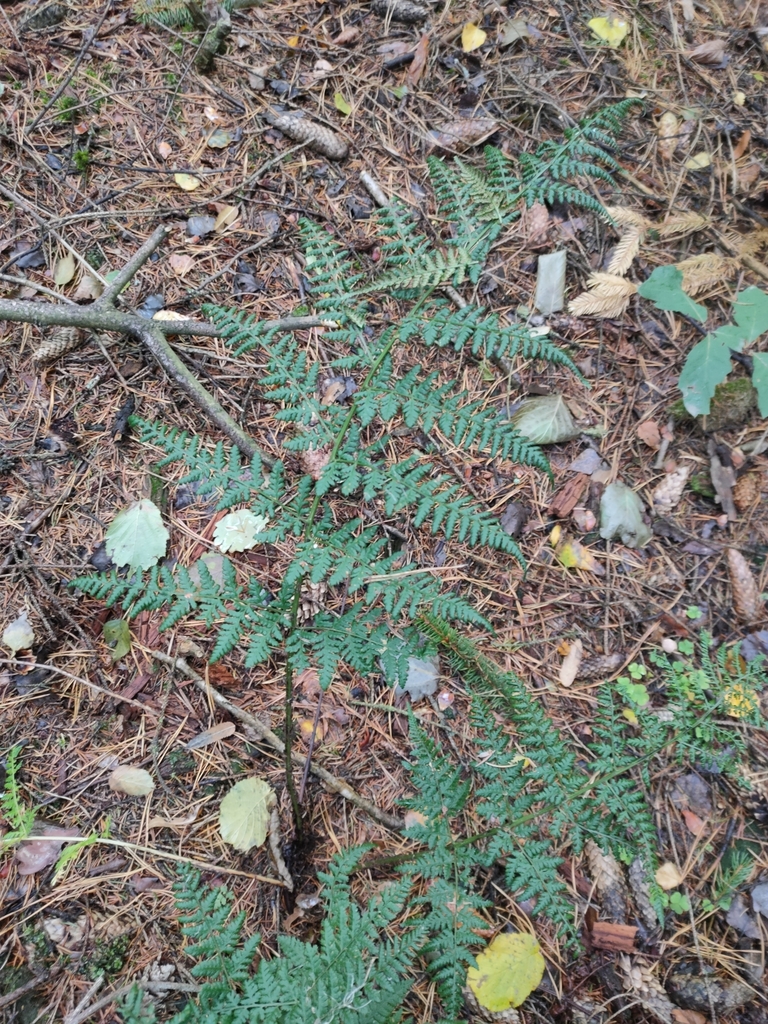 broad buckler-fern from Minsk, BY-MI, BY on October 19, 2023 at 10:39 ...
