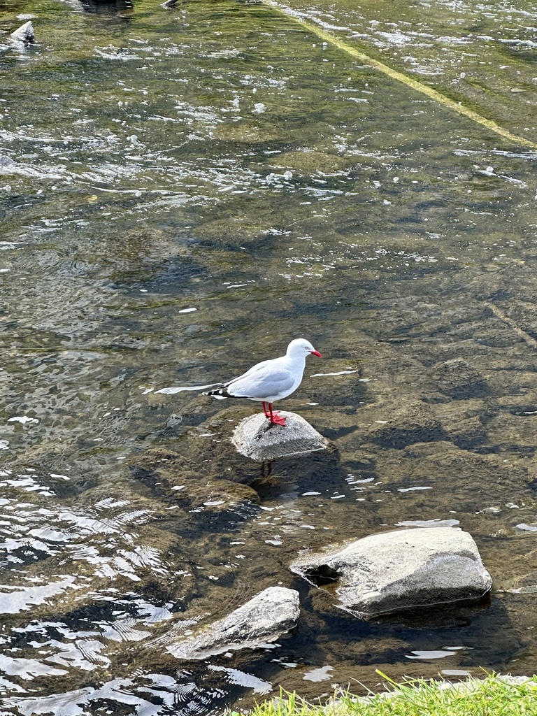 Red-billed Gull from Dunedin North, Dunedin, New Zealand on October 19 ...