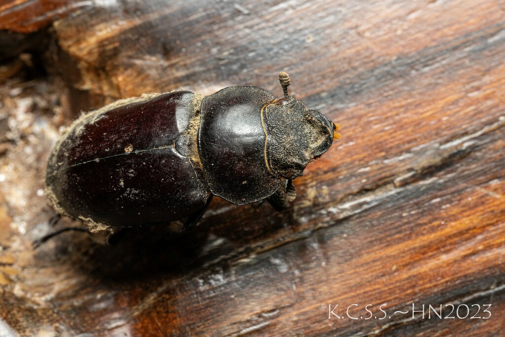 Lucanus hermani in August 2023 by kcss. A female corpse · iNaturalist