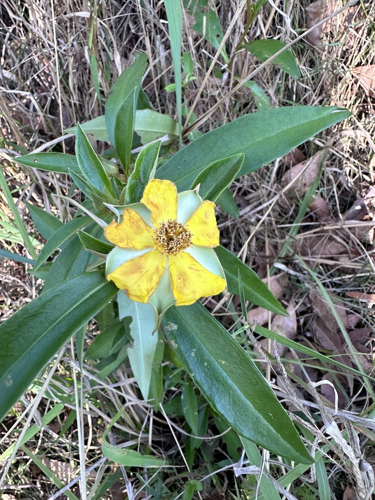 Climbing Guinea flower from Coopernook, NSW, AU on October 19, 2023 at 04:54 PM by ecoem22 ...