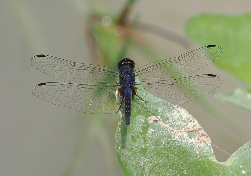 Indigo Dropwing from below Adeline, Perak, Malaysia on September 30 ...