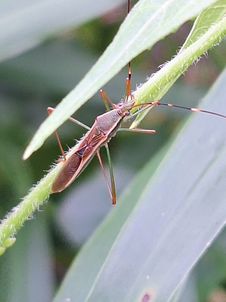 Paddy Bug from 643台灣雲林縣林內鄉湖本村 on October 19, 2023 at 02:41 PM by ttnwen ...