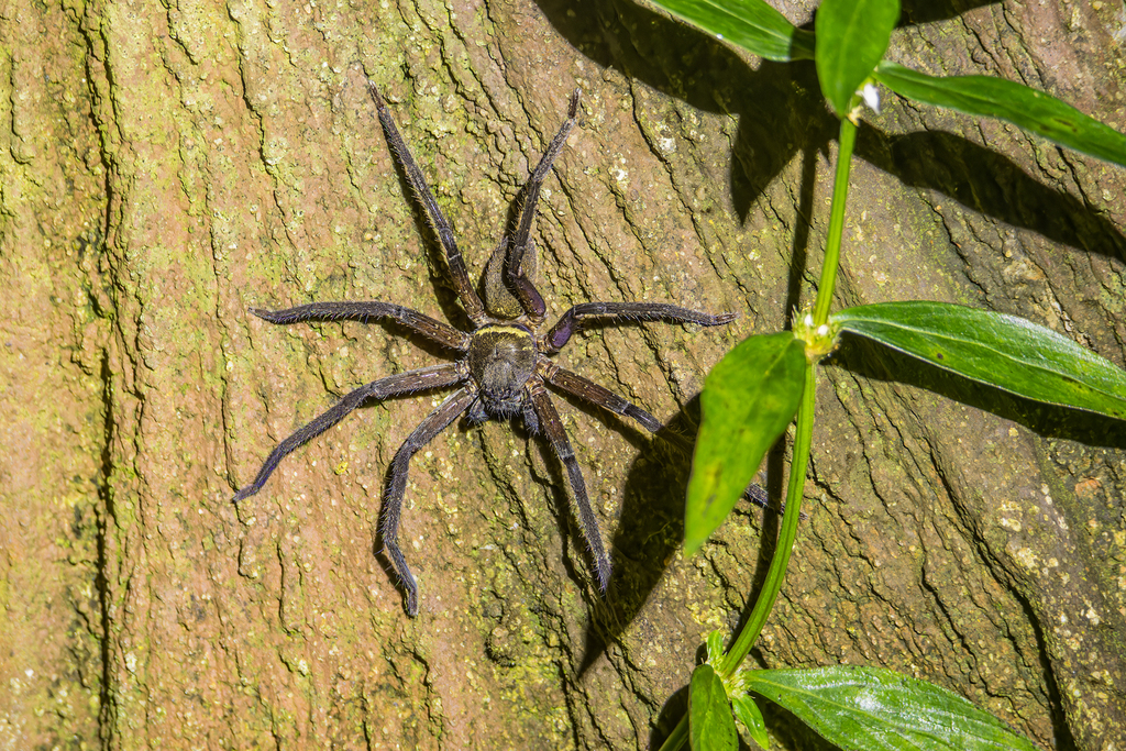 Giant Huntsman Spiders from Nam Nao, Nam Nao District, Phetchabun ...