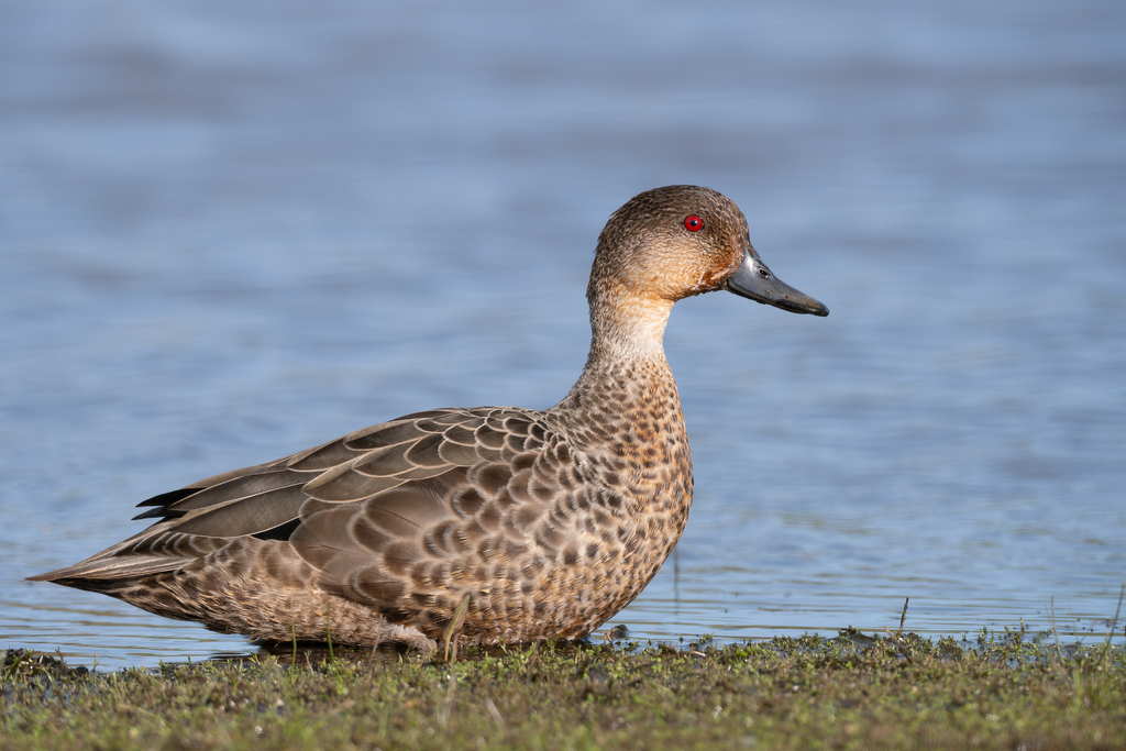 Grey Teal from Burwood, Christchurch, New Zealand on October 14, 2023 ...