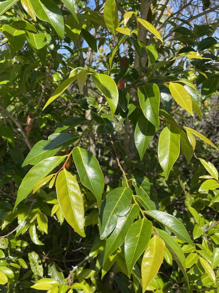 Cheese Tree from North Head Scenic Dr, Manly, NSW, AU on October 14 ...