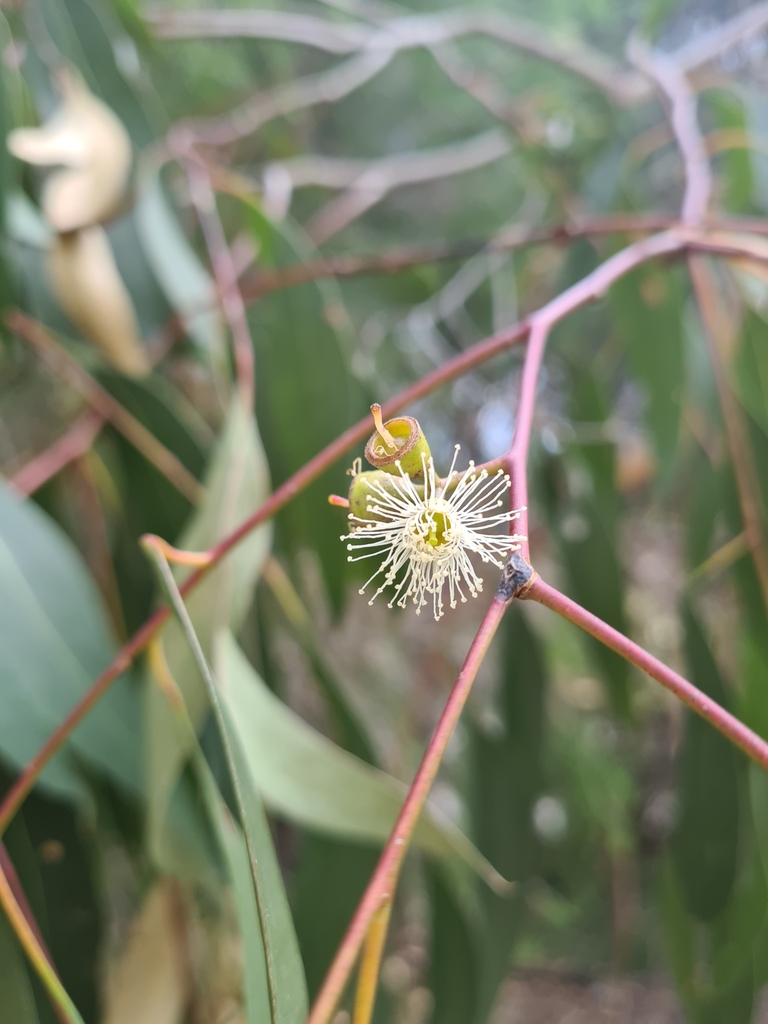 Red Stringybark from Burnley VIC 3121, Australia on October 19, 2023 at ...