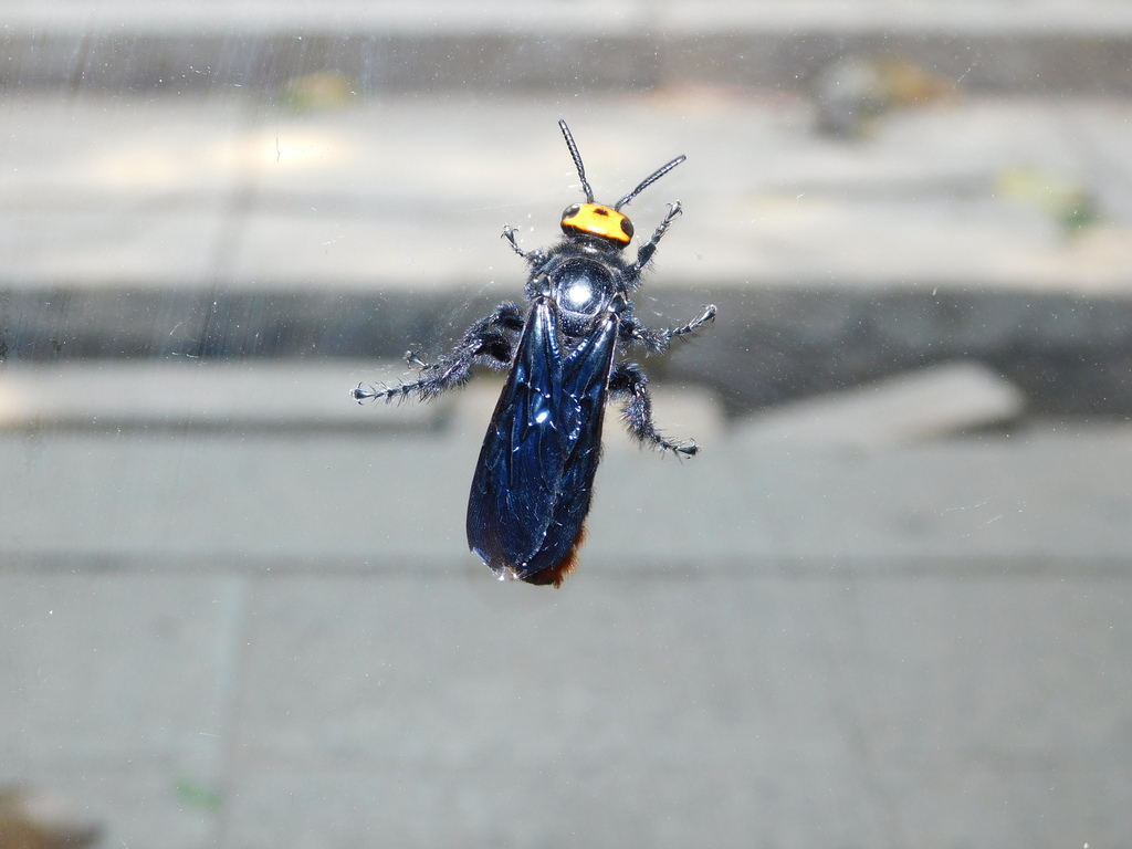 Megascolia azurea from Jatinangor, Sumedang Regency, West Java ...