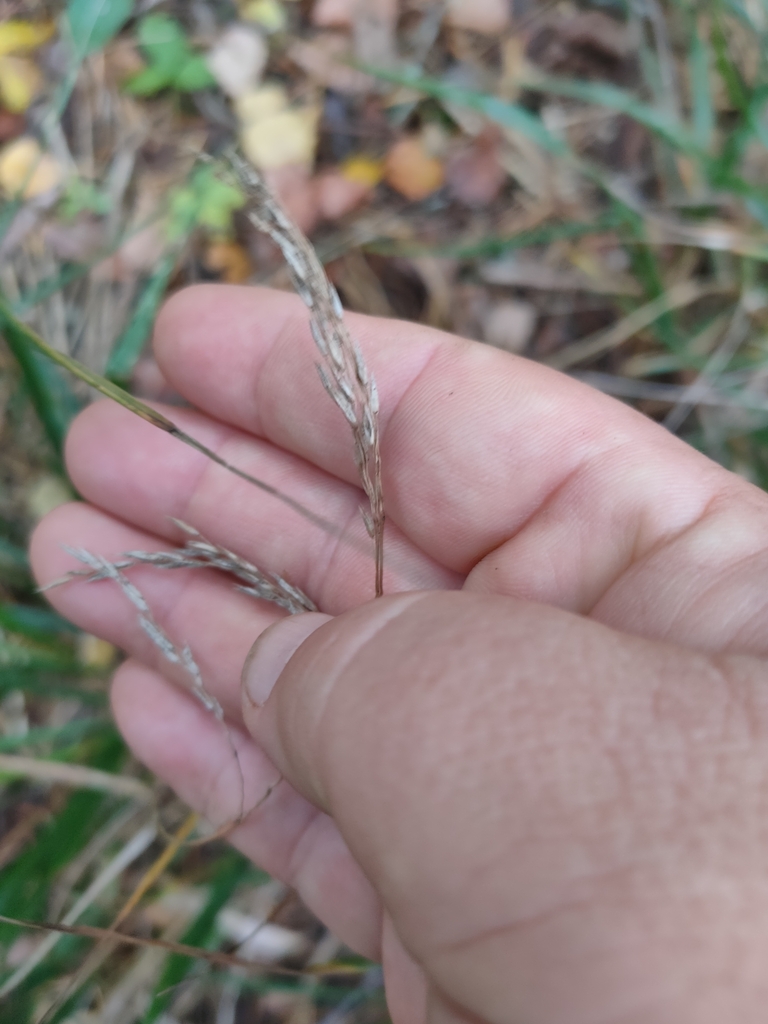Wood Fescue from Логойский район, Беларусь on October 19, 2023 at 12:11 ...