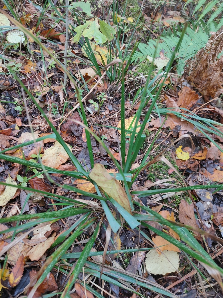 Wood Fescue from Логойский район, Беларусь on October 19, 2023 at 12:26 ...