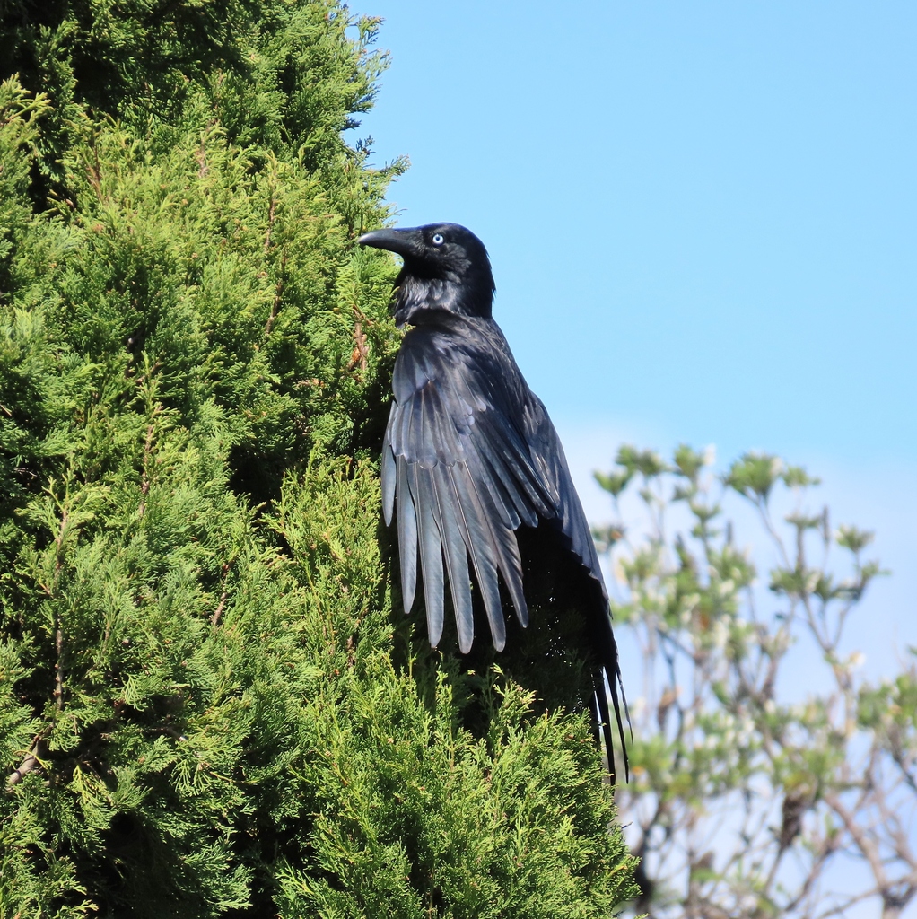 Australian Raven from Wallaga Lake NSW 2546, Australia on October 13 ...