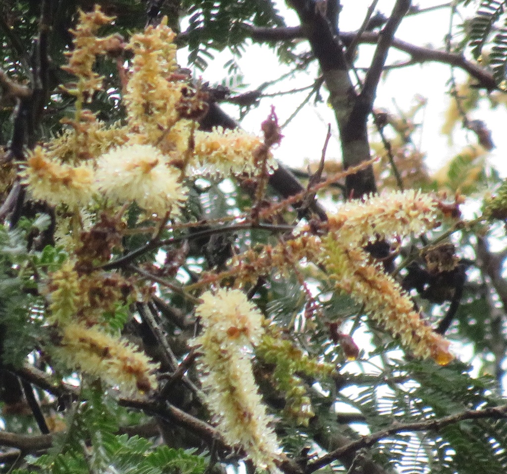 Lebombo Wattle from iSimangaliso, South Africa on March 3, 2019 at 09: ...