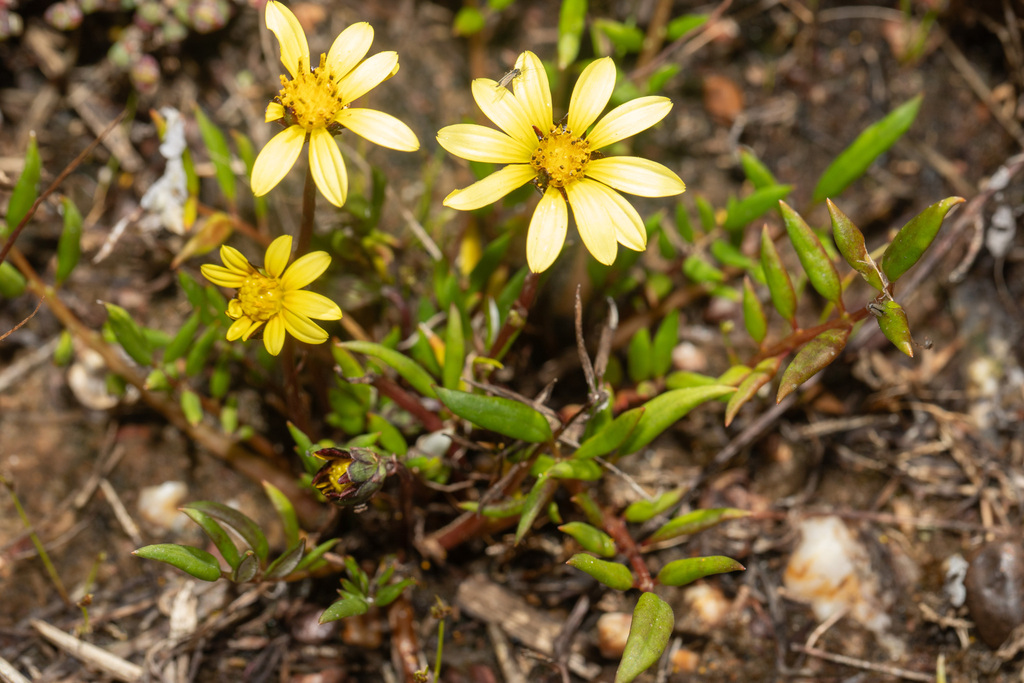 Arctotheca forbesiana from Overberg District Municipality, South Africa ...
