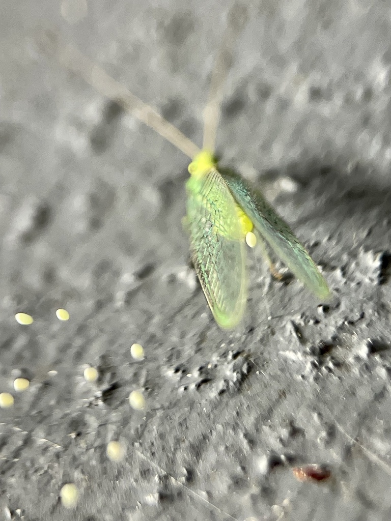 Typical Green Lacewings in October 2023 by suecee. Laying eggs ...