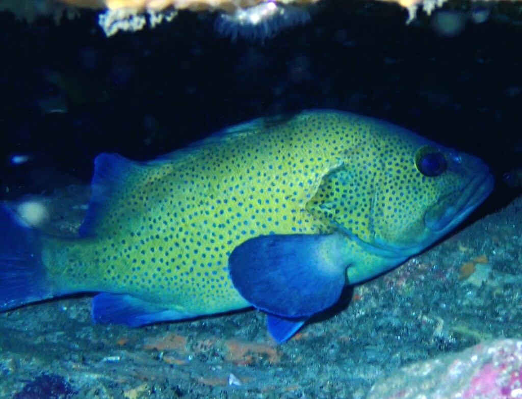 Eastern Wirrah from 156-164 Ewos Parade, Cronulla NSW 2230, Australia ...